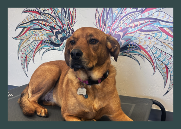 The Bark Park | Dogs of Tucson | Indoor Outdoor Dog Park Tucson, AZ